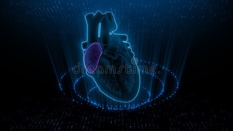 Function of Right Atrium of Human Heart Stock Illustration ...