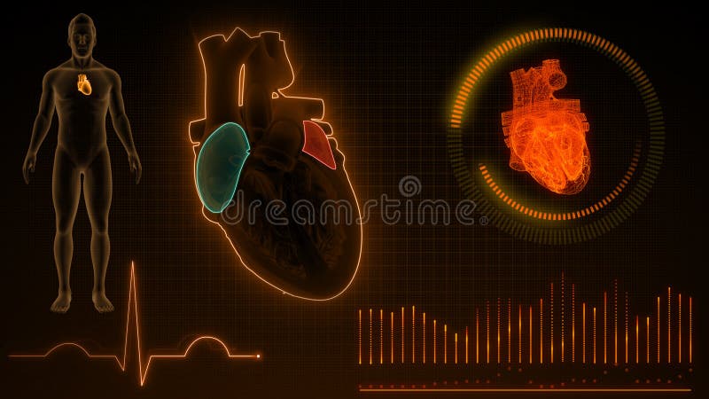 Right Atrium Heart Anatomy Medical Illustration Stock Illustration ...