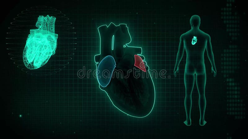 Function of Left Atrium of Human Heart Stock Video - Video of ...