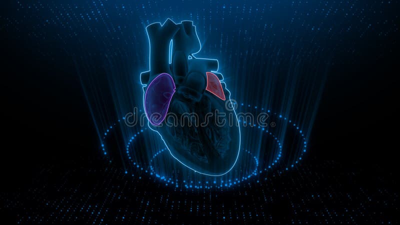 Function of Right Atrium and Left Atrium of Human Heart Stock ...