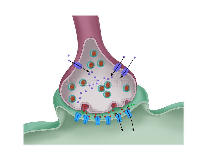 Function of a synapse stock illustration. Illustration of electrical ...