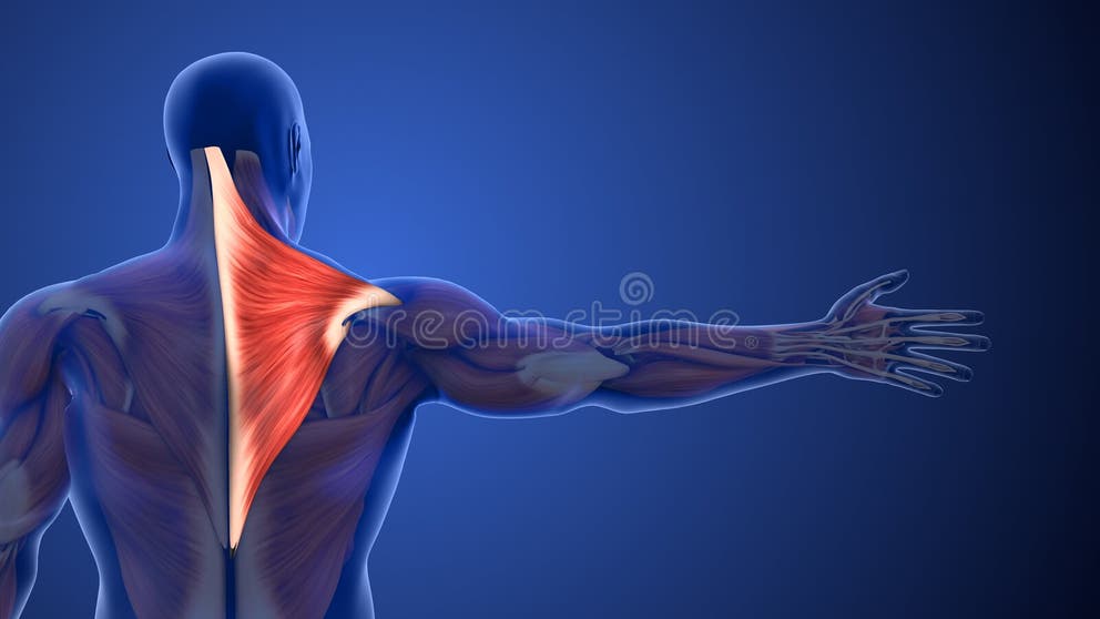 Trapezius Muscle Supporting Shoulder and Neck Movement Stock ...
