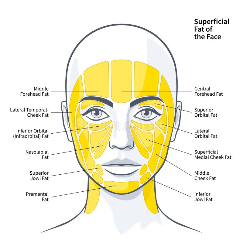 Functional Anatomy Superficial Fat Compartments Face Vector ...