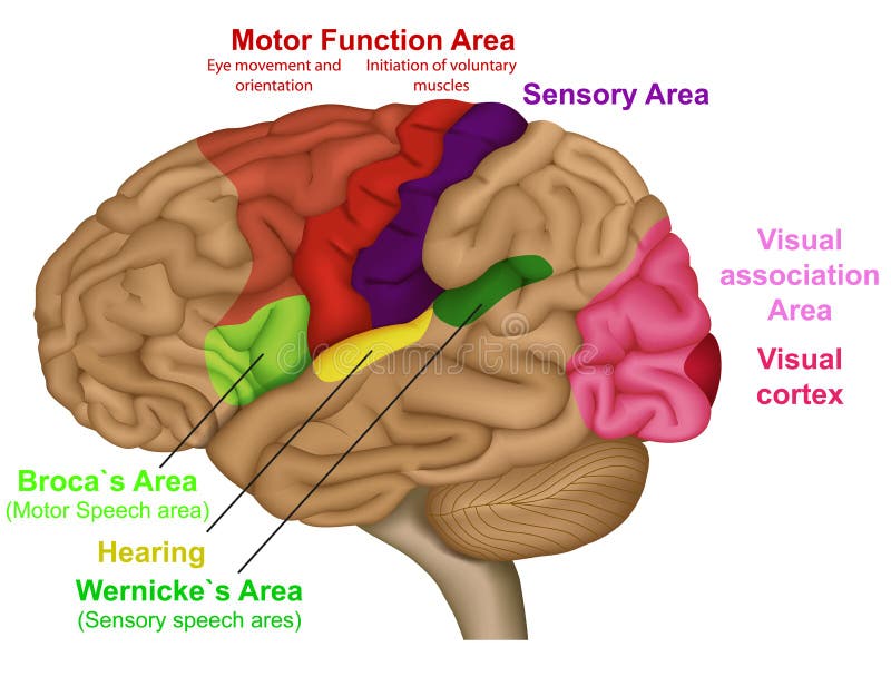 Sensory Motor Function