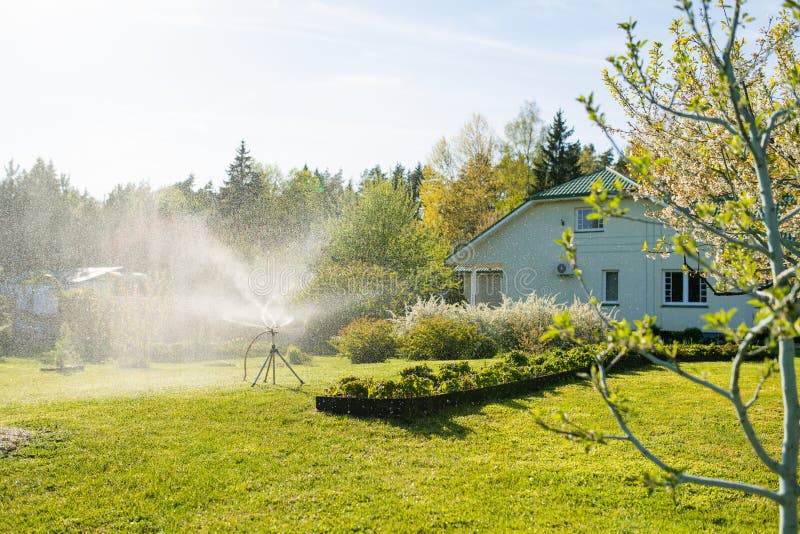 Functioning Sprinkler in Spring Season in the Garden. Growing Own Herbs ...
