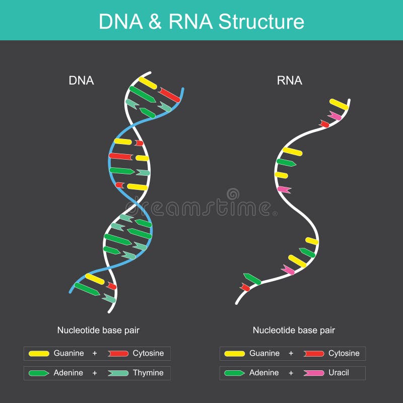DNA and RNA stock illustration. Illustration of base - 416134604