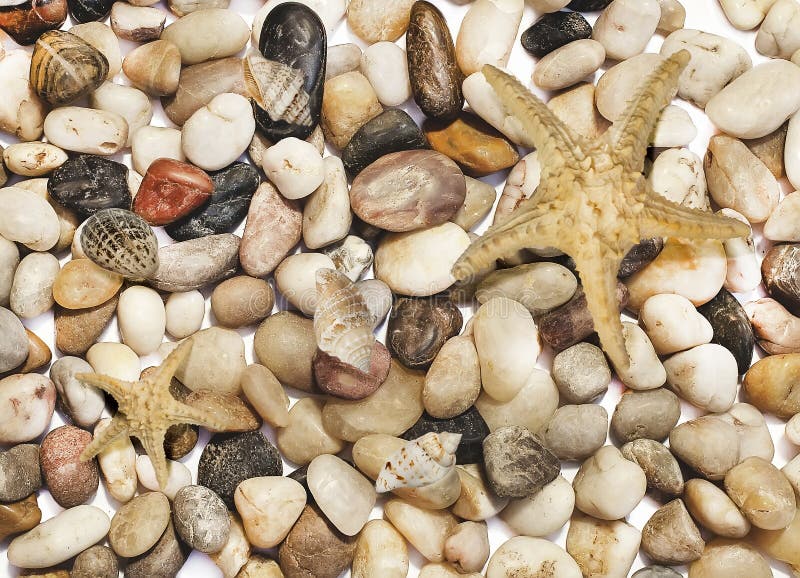 Fundo Com Muitas Pedras Coloridas Diferentes, Estrela Do Mar E Shell ...