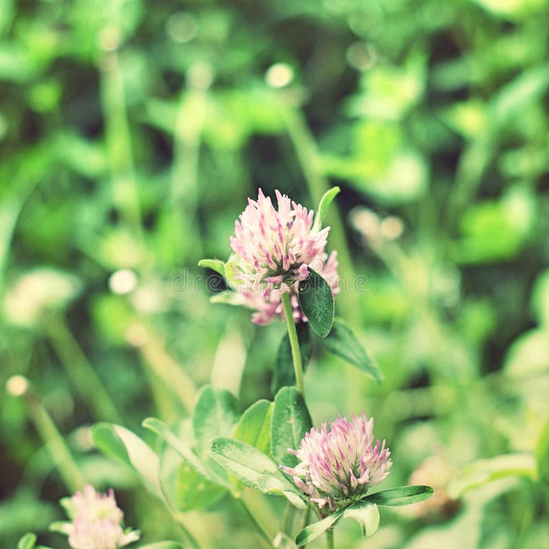 O Fundo Natural Da Mola Da Arte, Trevo Selvagem Floresce Imagem de ...