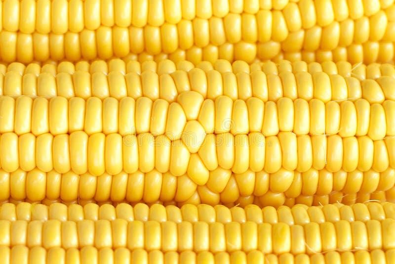Fundo Completo Do Quadro Do Close-up Do Milho Imagem de Stock - Imagem ...