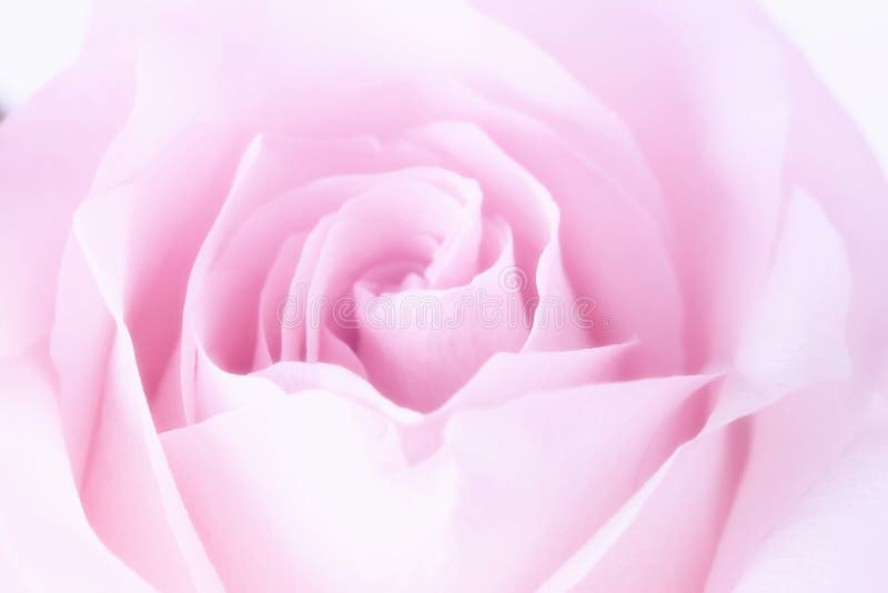 Fundo Cor-de-rosa Claro E Delicado Foto de Stock - Imagem de amor, nave ...