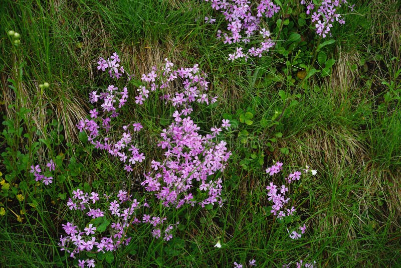 Fundo Cor-de-rosa Da Natureza Do Musgo Imagem de Stock - Imagem de ...