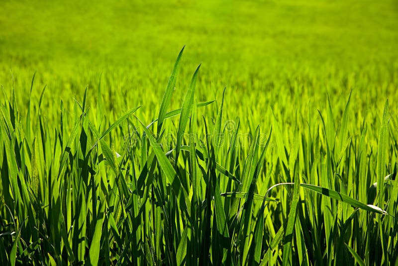 Fundo verde da erva imagem de stock. Imagem de vibrante - 34111179