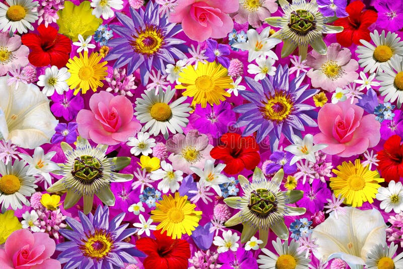 Fundo da flor imagem de stock. Imagem de comemore, flor - 7755139