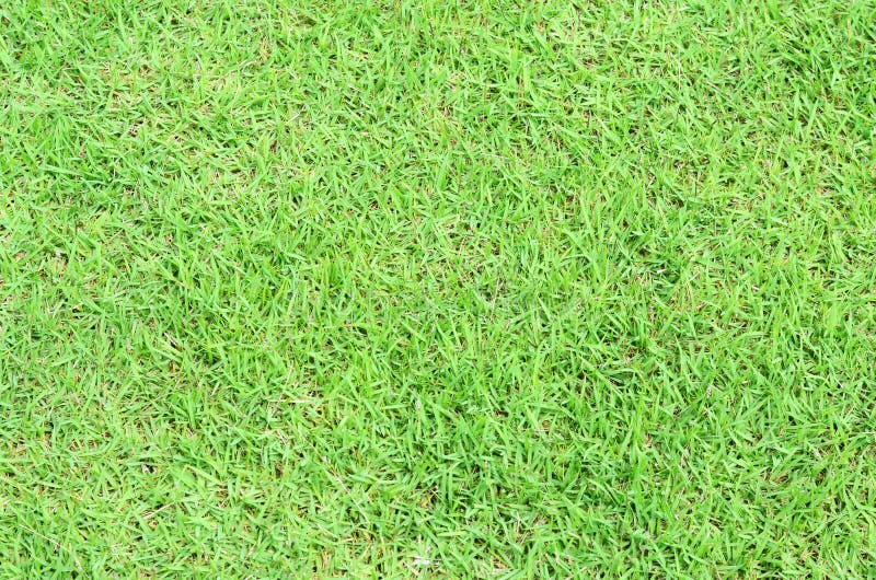 Fundo da grama verde imagem de stock. Imagem de ambiente - 31455309