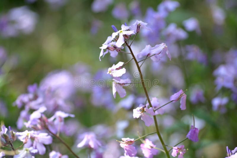 Fundo da mola imagem de stock. Imagem de brilhante, flores - 23539135
