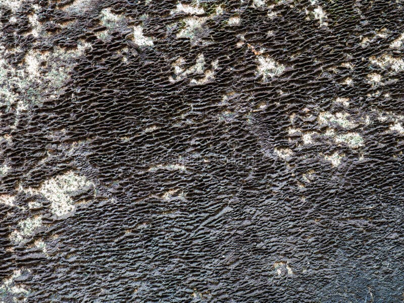 Fundo Da Parede Do Cimento Da Textura Com Musgo Imagem de Stock ...