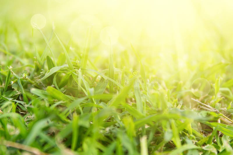 Fundo de relva imagem de stock. Imagem de exterior, mola - 194580355