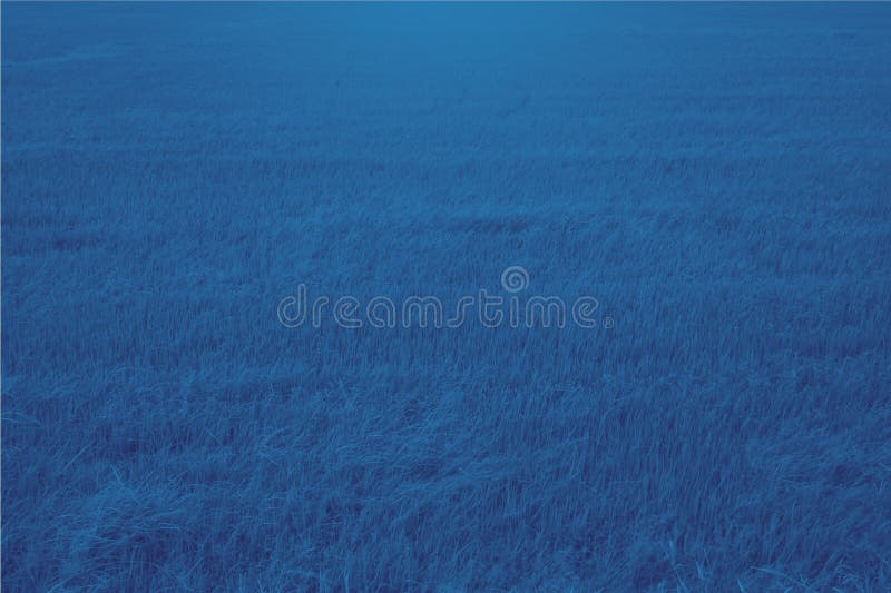 Fundo De Relva. Textura De Grama De Cor Imagem de Stock - Imagem de ...