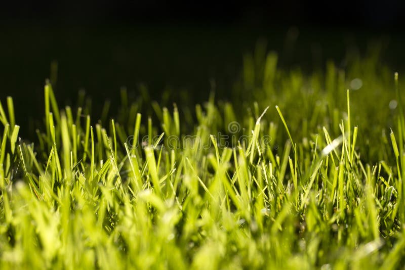 Fundo de relva foto de stock. Imagem de folha, elemento - 189536070