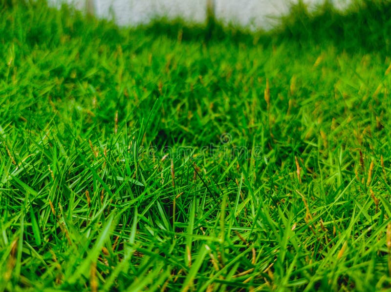 Fundo De Relva Verde Clara E Cerca Branca Foto de Stock - Imagem de ...