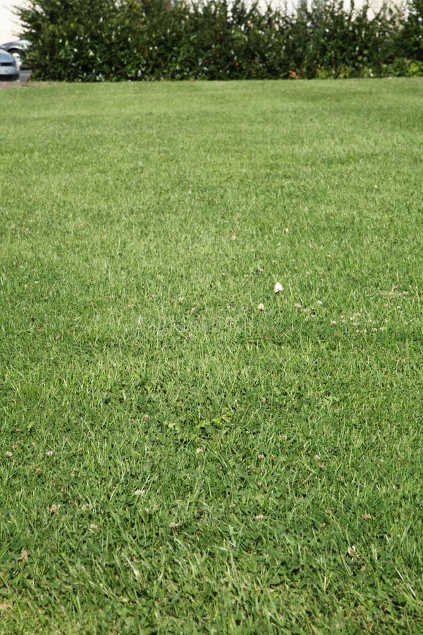 Fundo De Relva Verde E Assado Foto de Stock - Imagem de crescimento ...