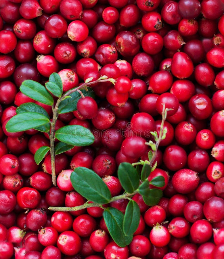 Fundo do arando imagem de stock. Imagem de maduro, fruta - 33426275