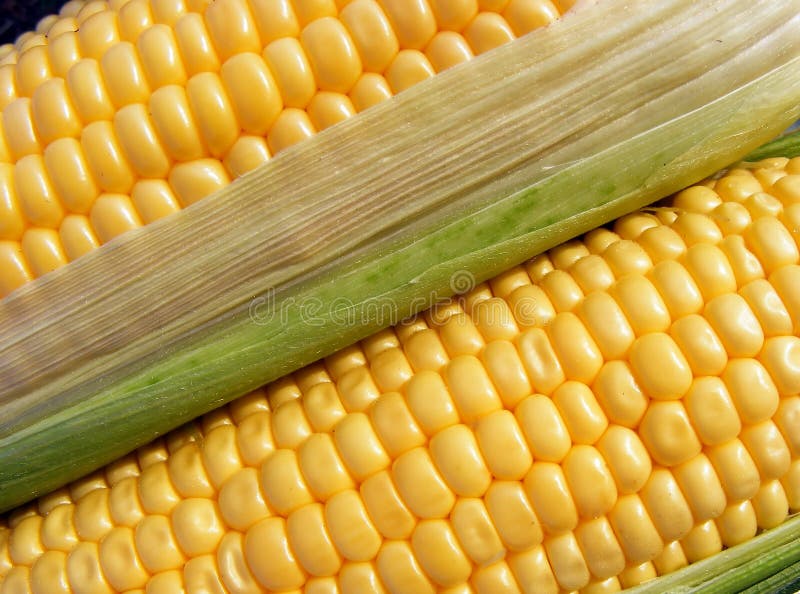 Fundo do milho foto de stock. Imagem de biografia, vida - 18175144