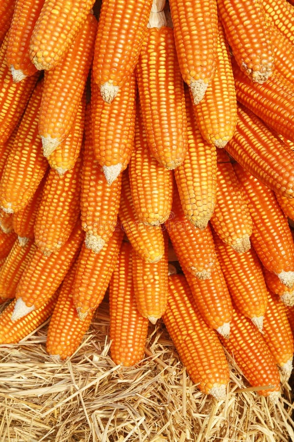 Fundo do milho imagem de stock. Imagem de dieta, alimento - 34894611