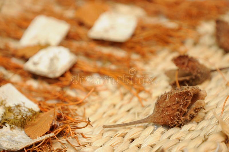 Fundo dos frutos da faia foto de stock. Imagem de casca - 50796012