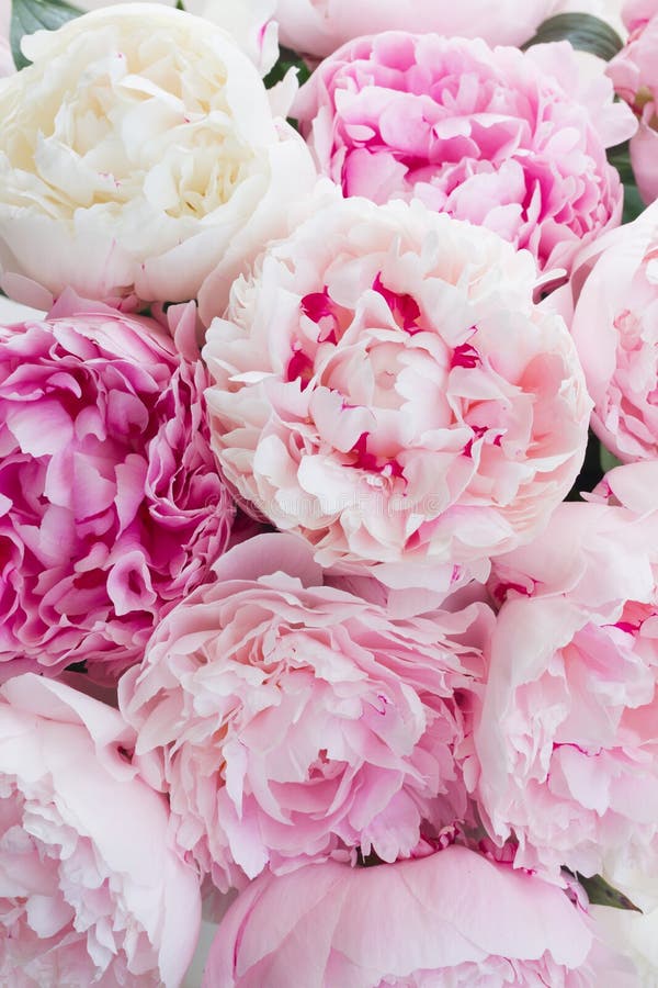 Fundo floral cor-de-rosa imagem de stock. Imagem de rosa - 114459199