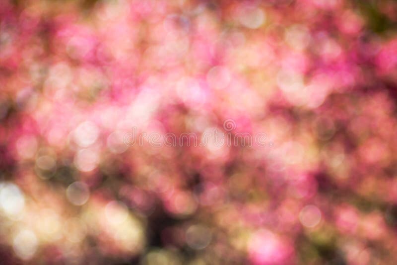 Fundo Horizontal Com Bokeh Cor-de-rosa Imagem de Stock - Imagem de ...