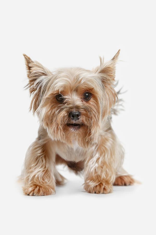 Fundo Isolado Yorkshire Terrier Do Branco Do OM Imagem de Stock ...