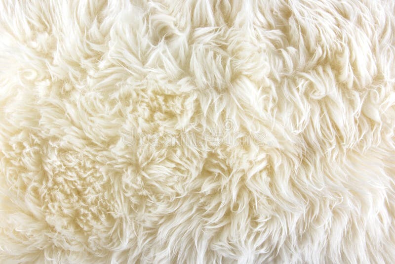 Fundo De Pelo Comprido Branco E Felpudo Imagem de Stock - Imagem de ...