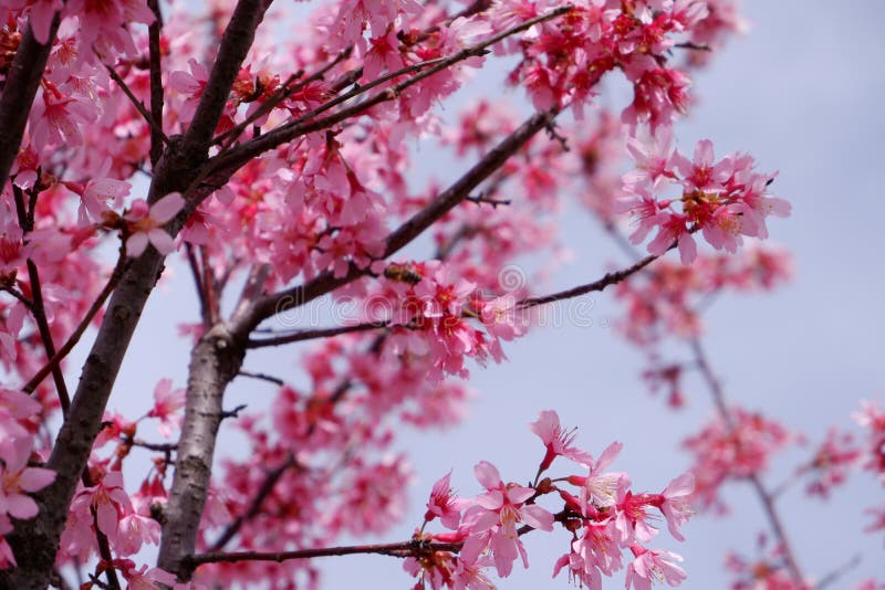 Fundo rosa de primavera foto de stock. Imagem de exterior - 174969320