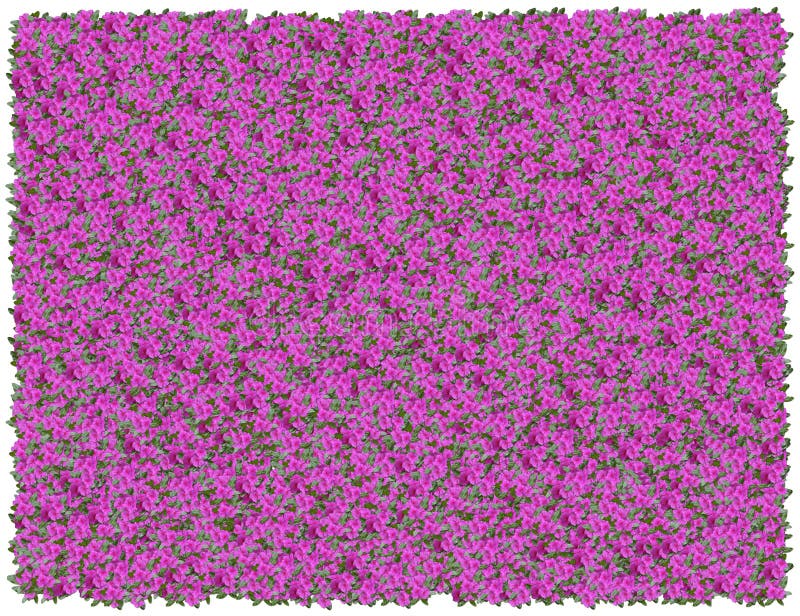 Fundo roxo dos impatiens ilustração stock. Ilustração de floral - 2237778