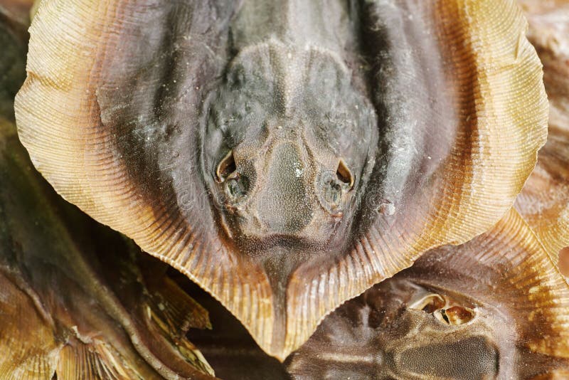 Peixes Circulares De Raia Seca Crua, Radiando Sobre Fundo Branco Imagem ...