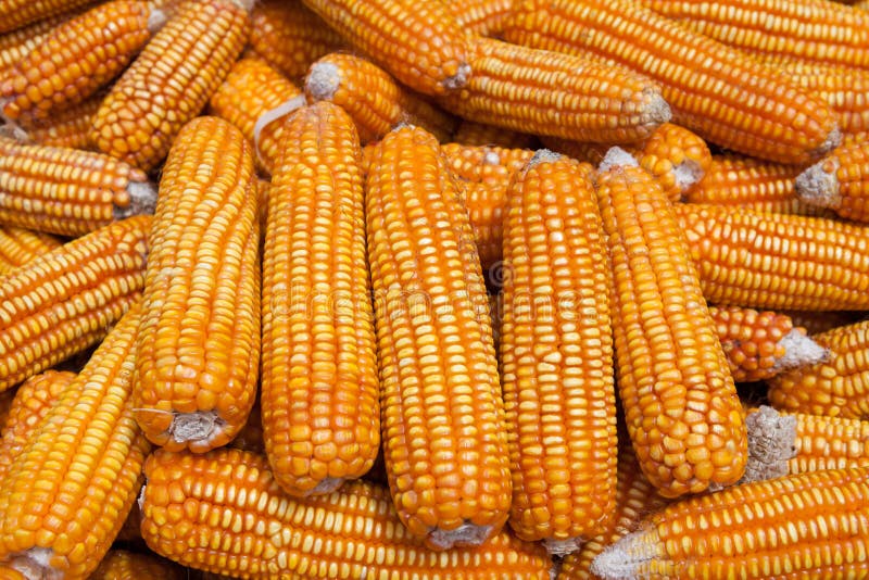 Fundo secado do milho foto de stock. Imagem de agricultura - 35499782