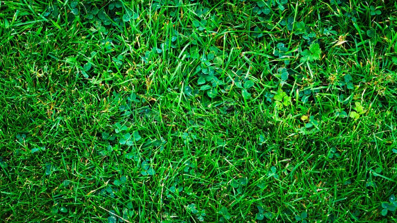 Fundo Textual Da Grama Verde Imagem de Stock - Imagem de campo, tapete ...