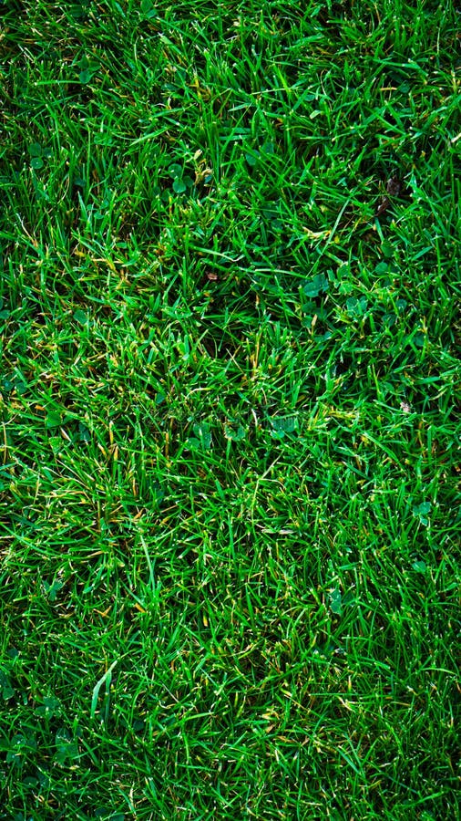 Fundo Textual Da Grama Verde Foto de Stock - Imagem de grama, gramado ...