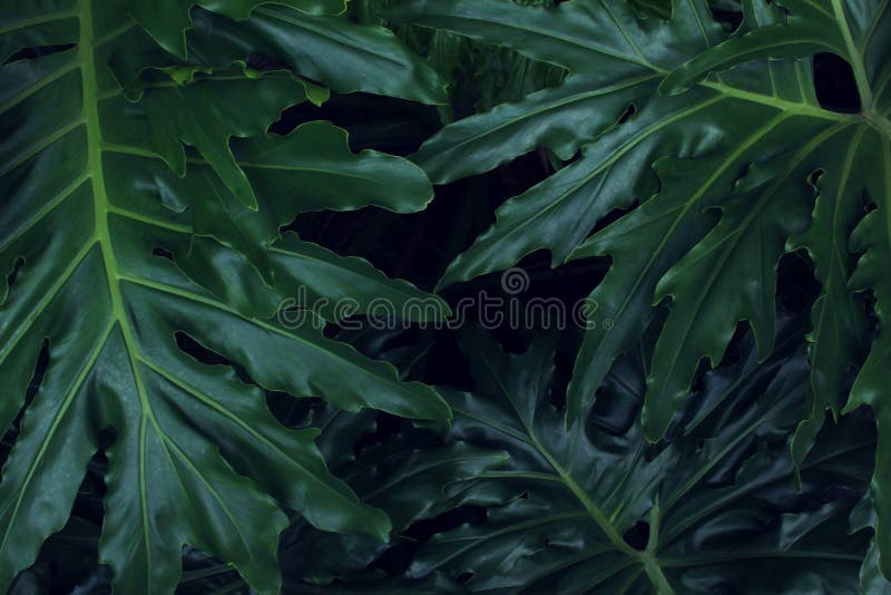 Fundo Tropical Real Das Folhas, Folha Da Selva Imagem de Stock - Imagem ...