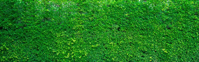 Fundo Verde Bonito Da Parede Foto de Stock - Imagem de estrutura, nave ...