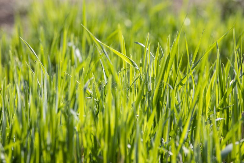 Fundo Verde De Relva De Relva Iluminada Pelo Ambiente Solar Foto de ...