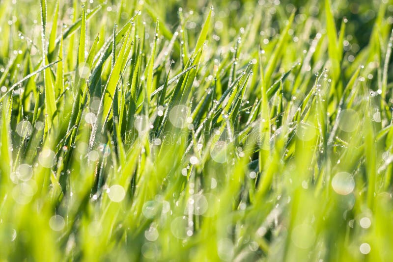 Fundo Verde De Uma Relva Num Prado Foto de Stock - Imagem de campo ...