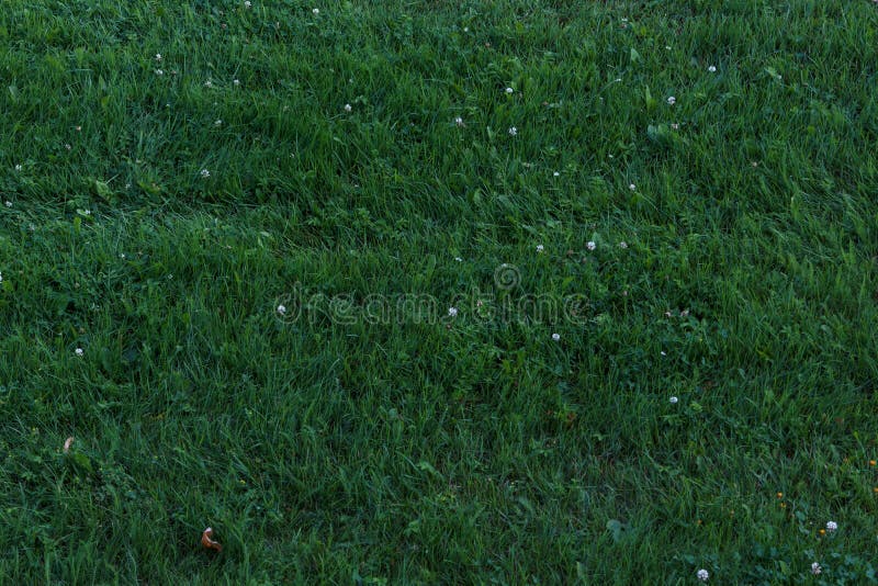 Fundo Verde Natural Da Textura De Erva Verde Foto de Stock - Imagem de ...