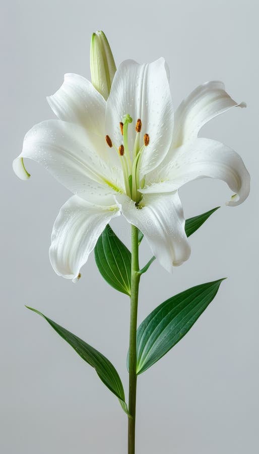 Funeral Lily on White Background with Generous Space for Text Placement ...