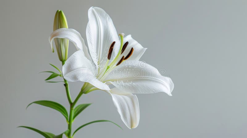 Funeral Lily Stock Illustrations – 776 Funeral Lily Stock Illustrations ...