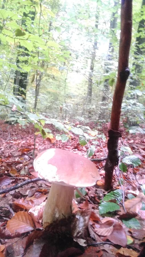 Fung stock image. Image of fung, natyre, mushroom, nature - 161788963