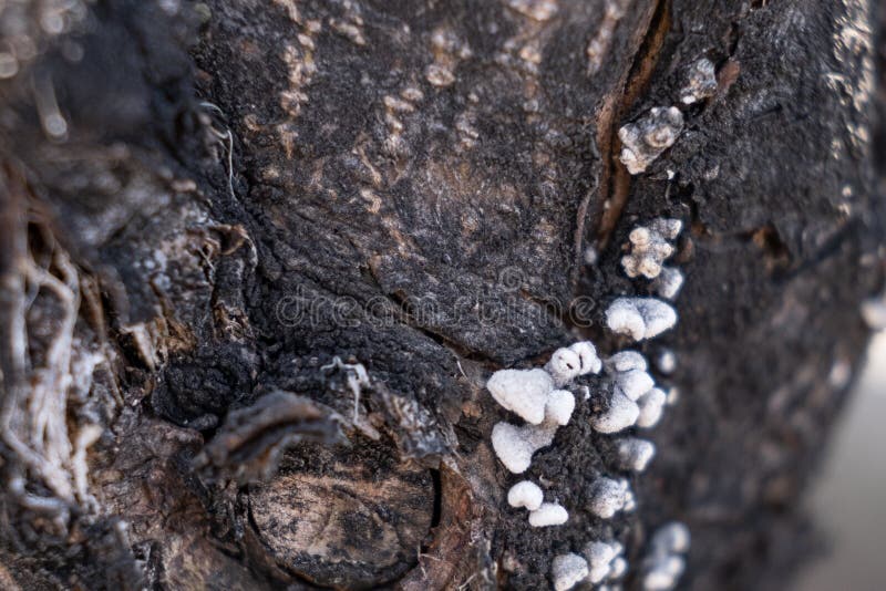 Fungal Disease on a Tree Trunk Stock Image - Image of fungi, surface ...