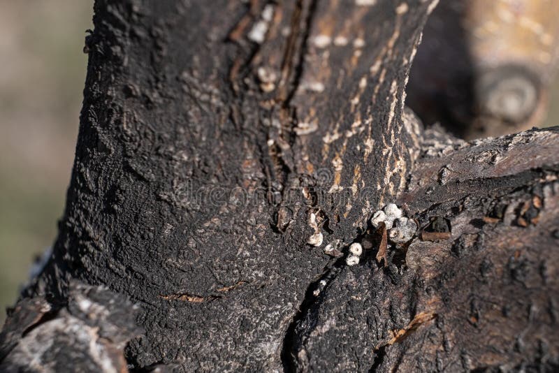 Fungal Disease on a Tree Trunk Stock Image - Image of tree, parasite ...