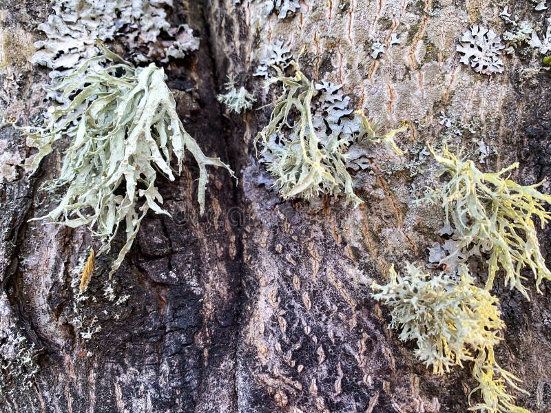 9+ Fungal tree Free Stock Photos - StockFreeImages